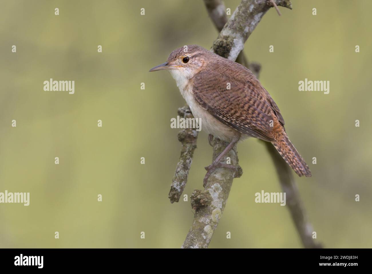 House Wren, RN Laguna de Sonso, Cauca valley, Colombia, November 2022 ...