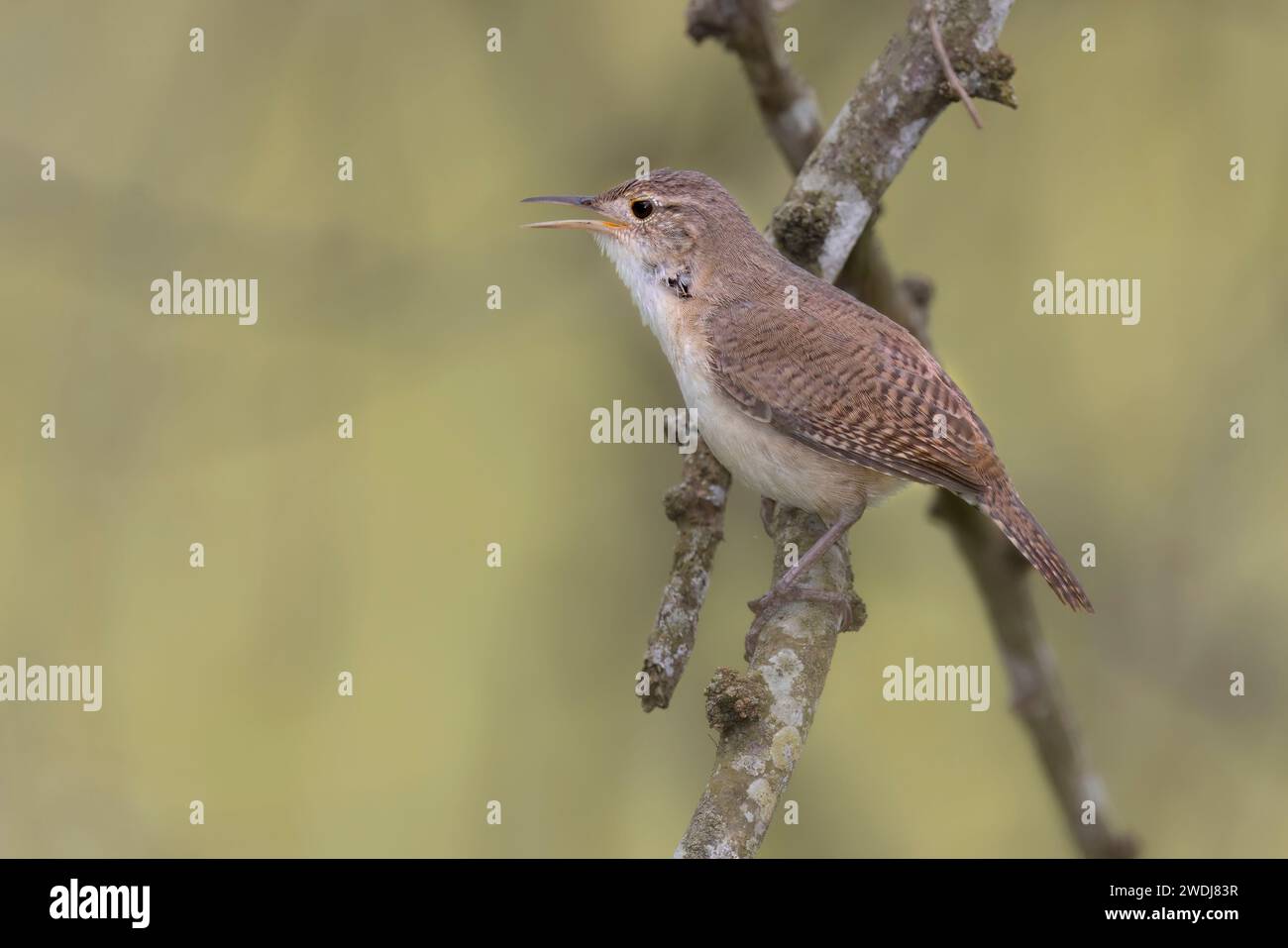 House Wren, RN Laguna de Sonso, Cauca valley, Colombia, November 2022 ...