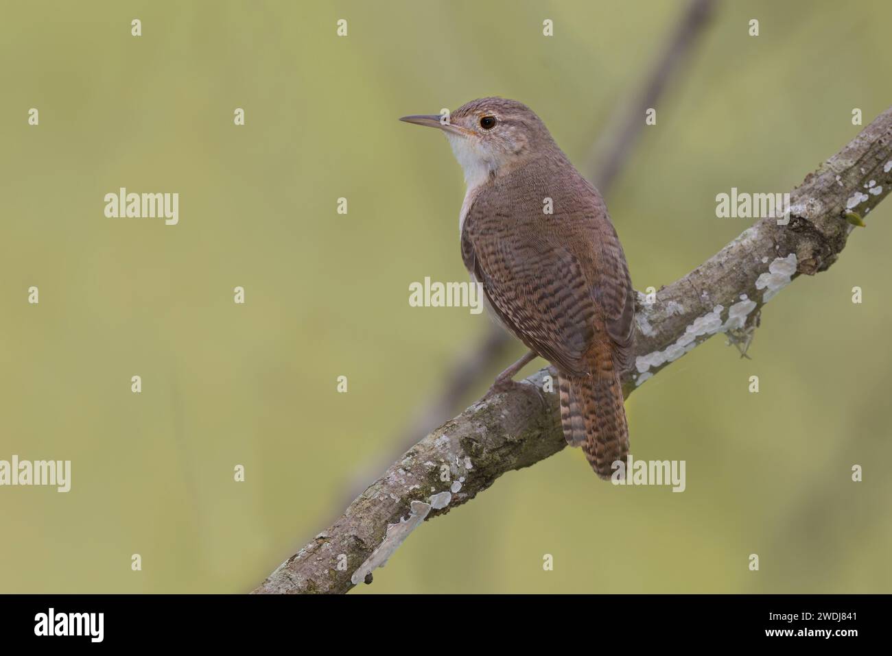 House Wren, RN Laguna de Sonso, Cauca valley, Colombia, November 2022 ...