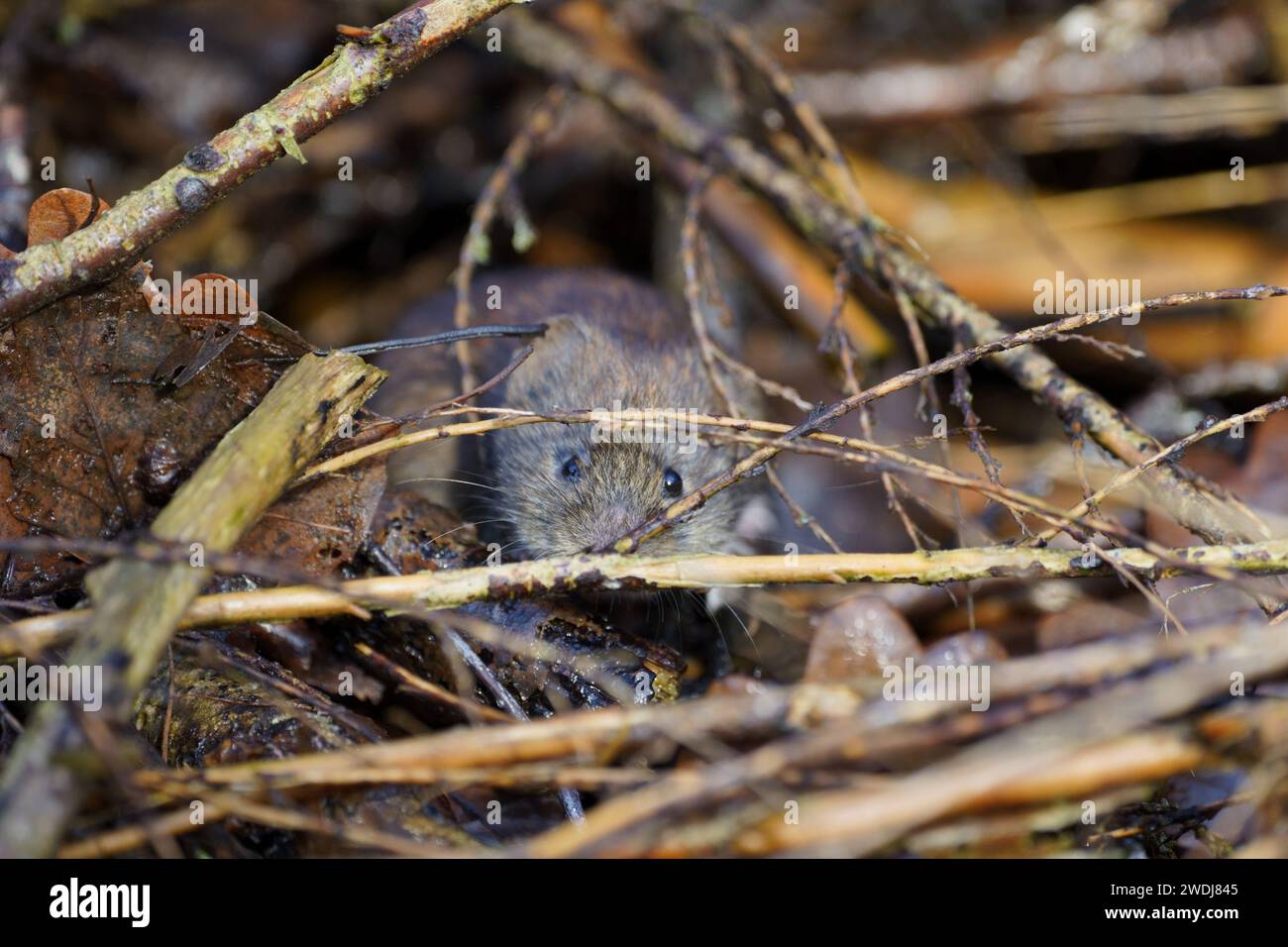 vole in hiding Stock Photo - Alamy