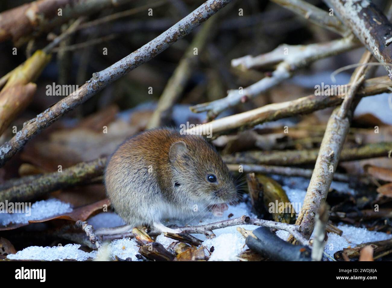 Microtus arvalis snow hi-res stock photography and images - Alamy