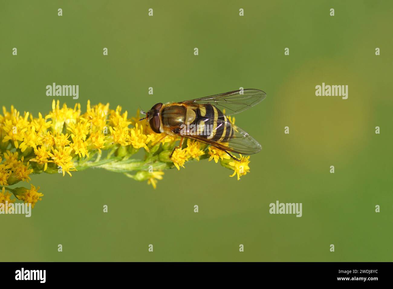 Female hoverfly, Syrphus torvus, family hoverflies (Syrphidae) on flowers of Canadian goldenrod ...