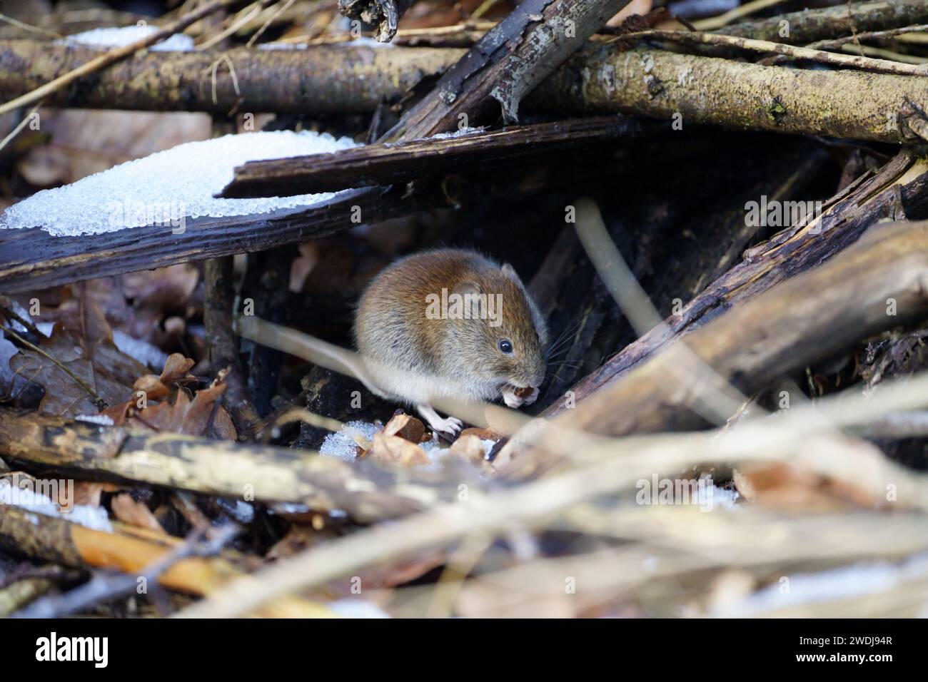 Microtus arvalis winter hi-res stock photography and images - Alamy