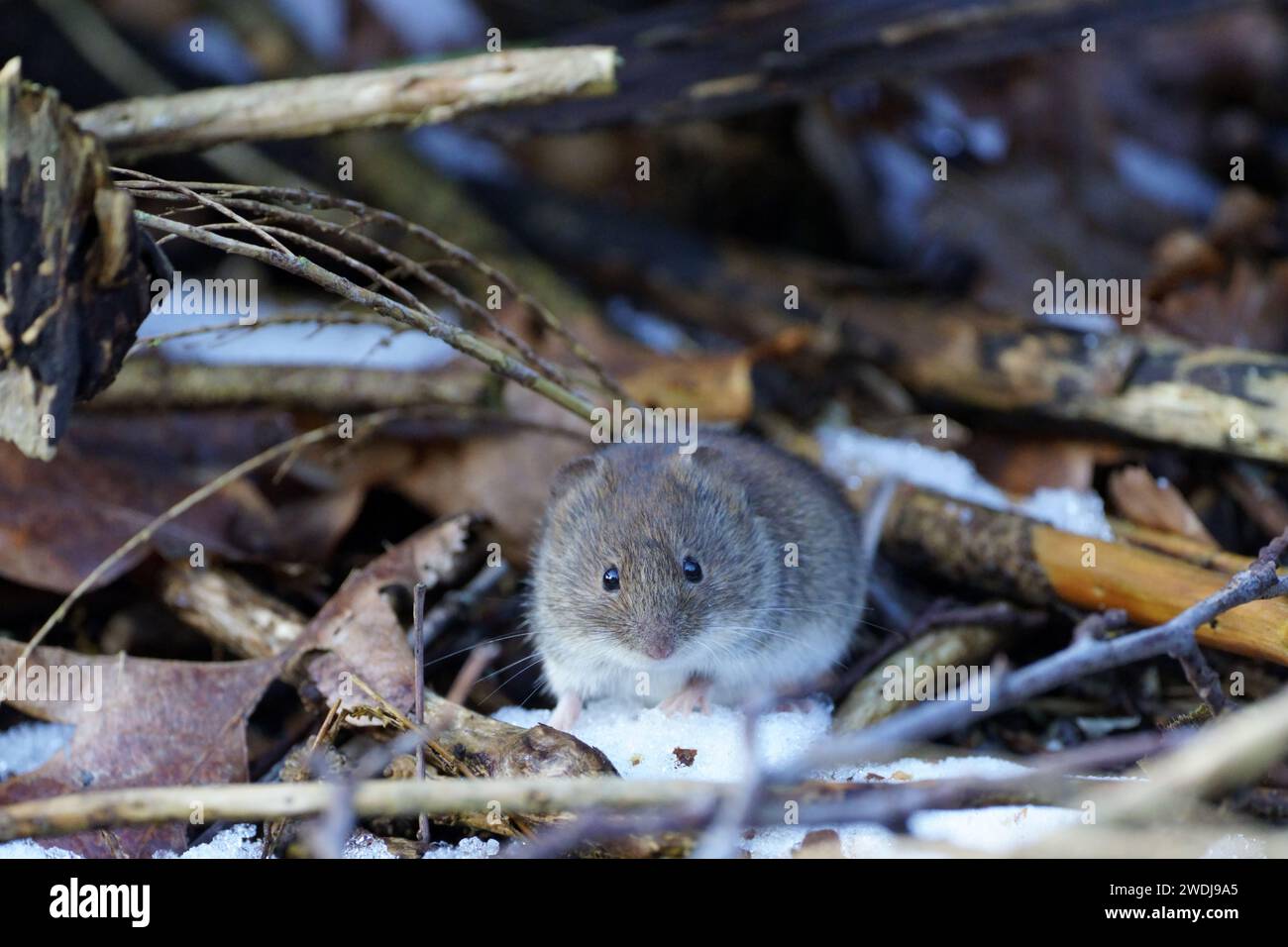 Microtus arvalis winter hi-res stock photography and images - Alamy