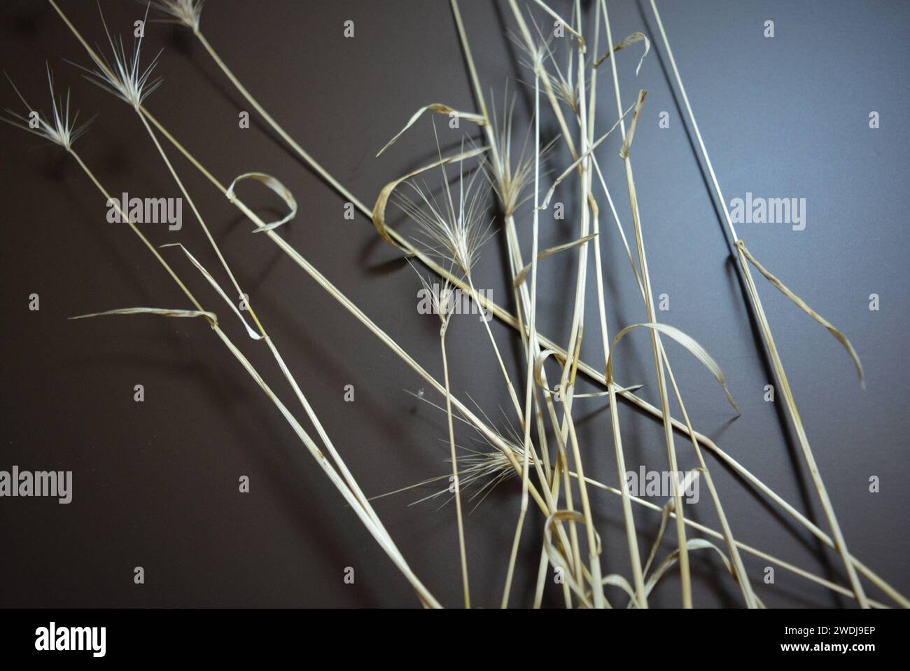 Golden stalks of dry grass on a brown matte background Stock Photo - Alamy