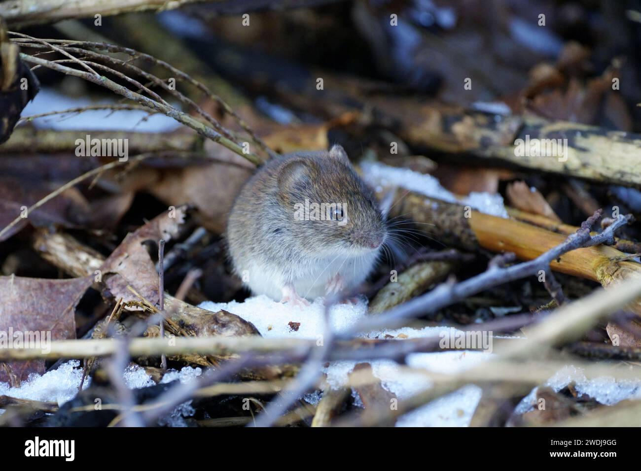 Microtus arvalis winter hi-res stock photography and images - Alamy