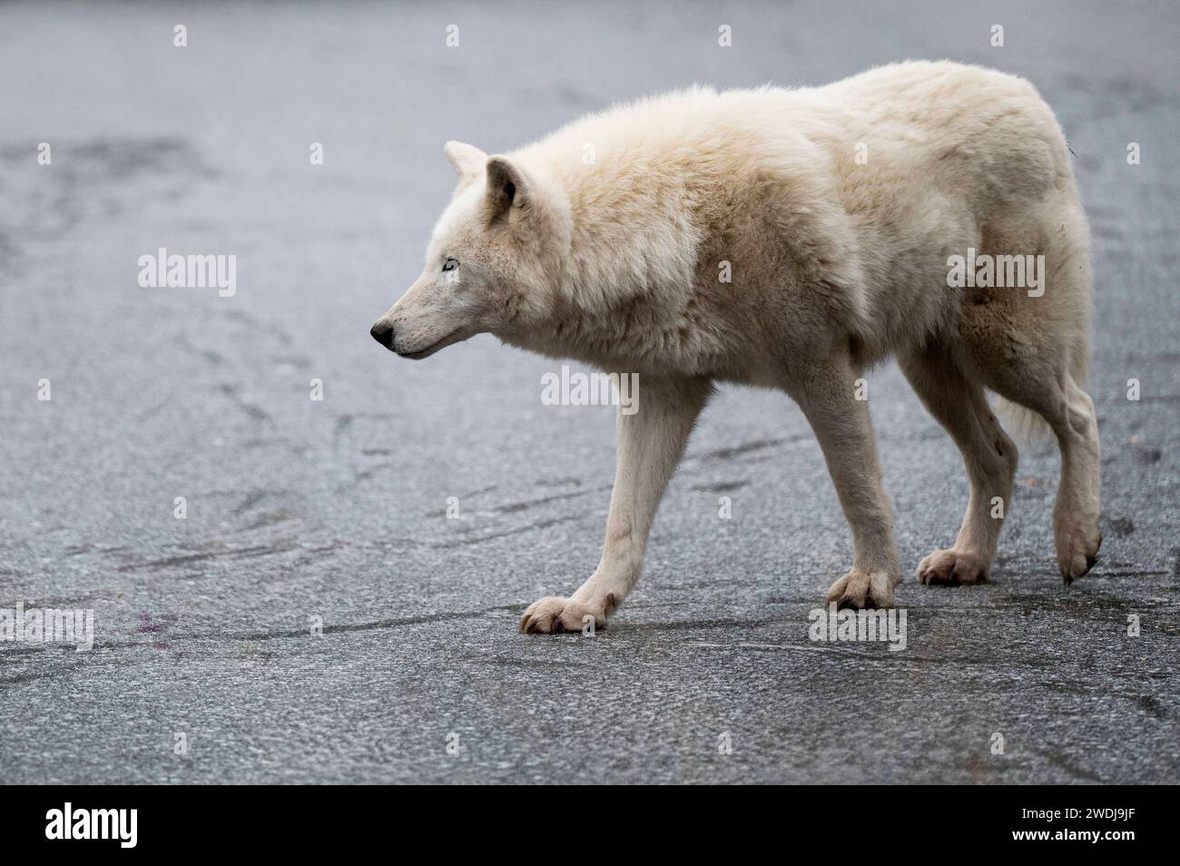 Tiere im Winter 13.01.2024 Hanau Ein Polarwolf läuft im Wildpark -Alte ...