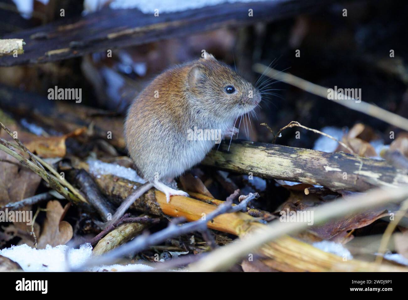 Microtus arvalis snow hi-res stock photography and images - Alamy
