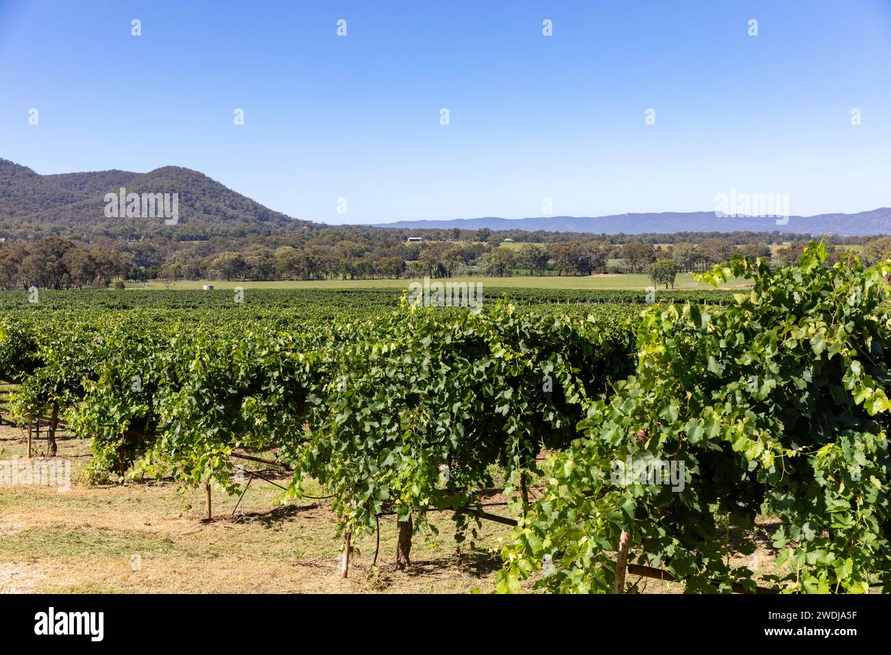Australian vineyard, grapes growing on the vines at Robert Stein ...