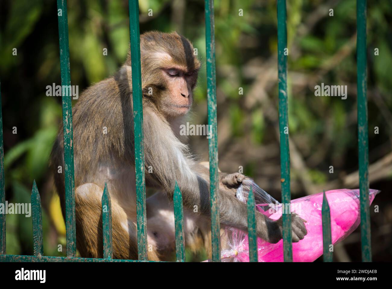 Kathmandu, Nepal- April 20,2022 : Rhesus Macaques monkeys on the ...