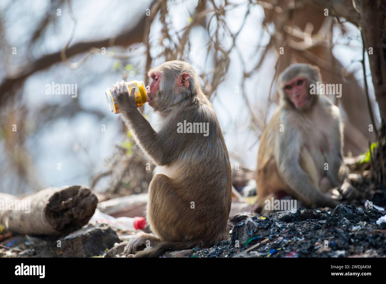 Kathmandu, Nepal- April 20,2022 : Rhesus Macaques monkeys on the ...