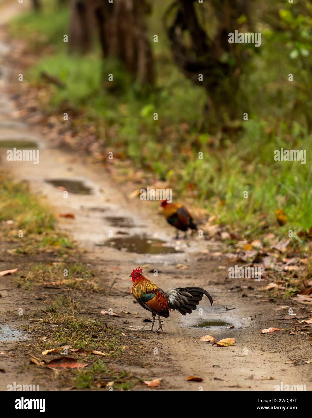 Male Red junglefowl or Gallus gallus wild bird on natural green scenic ...