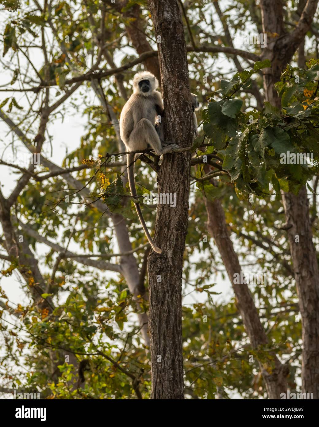 Tiger tree nepal hi-res stock photography and images - Alamy