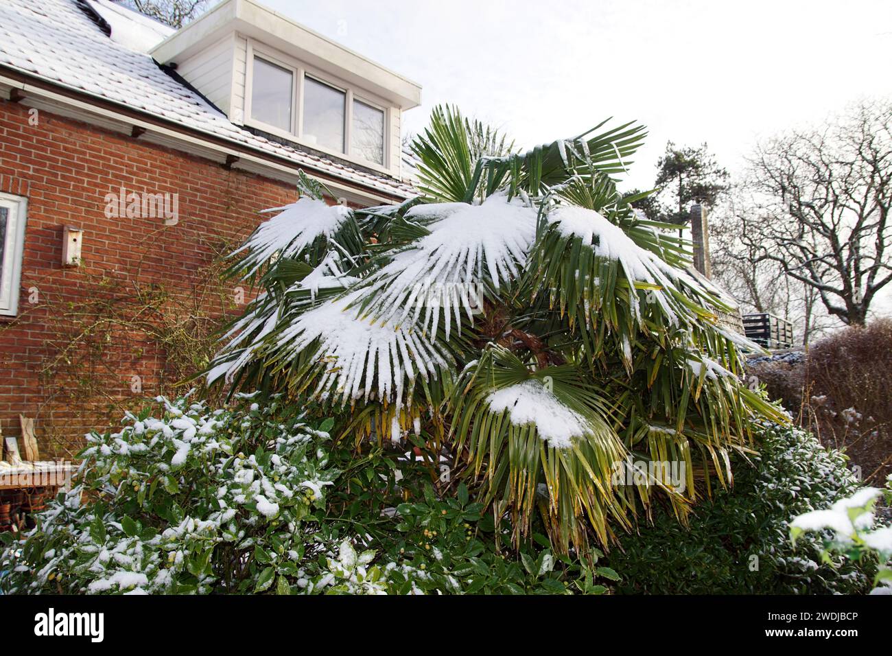 Dutch garden in winter with a windmill palm, Trachycarpus fortunei ...