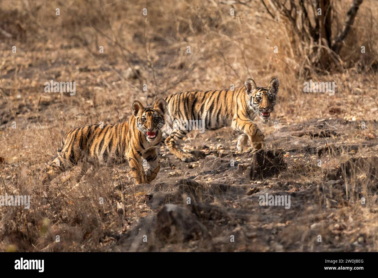 two small tiny wild tiger or panthera tigris cubs with angry face ...