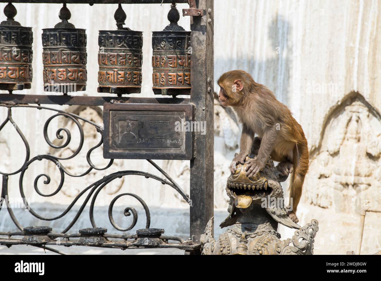 Kathmandu, Nepal- April 20,2022 : Rhesus Macaques monkeys on the ...