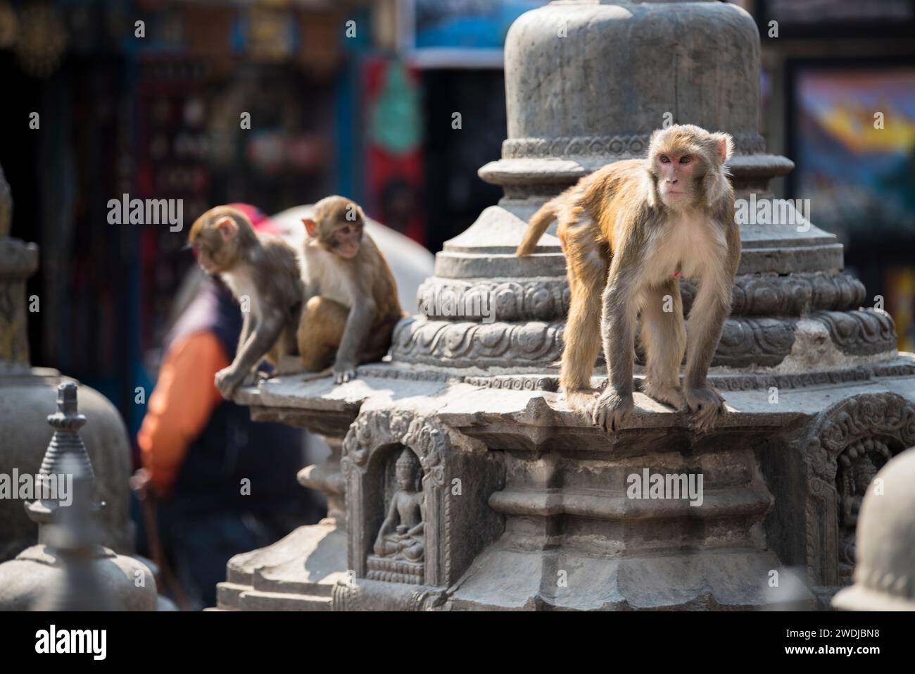 Kathmandu, Nepal- April 20,2022 : Rhesus Macaques monkeys on the ...