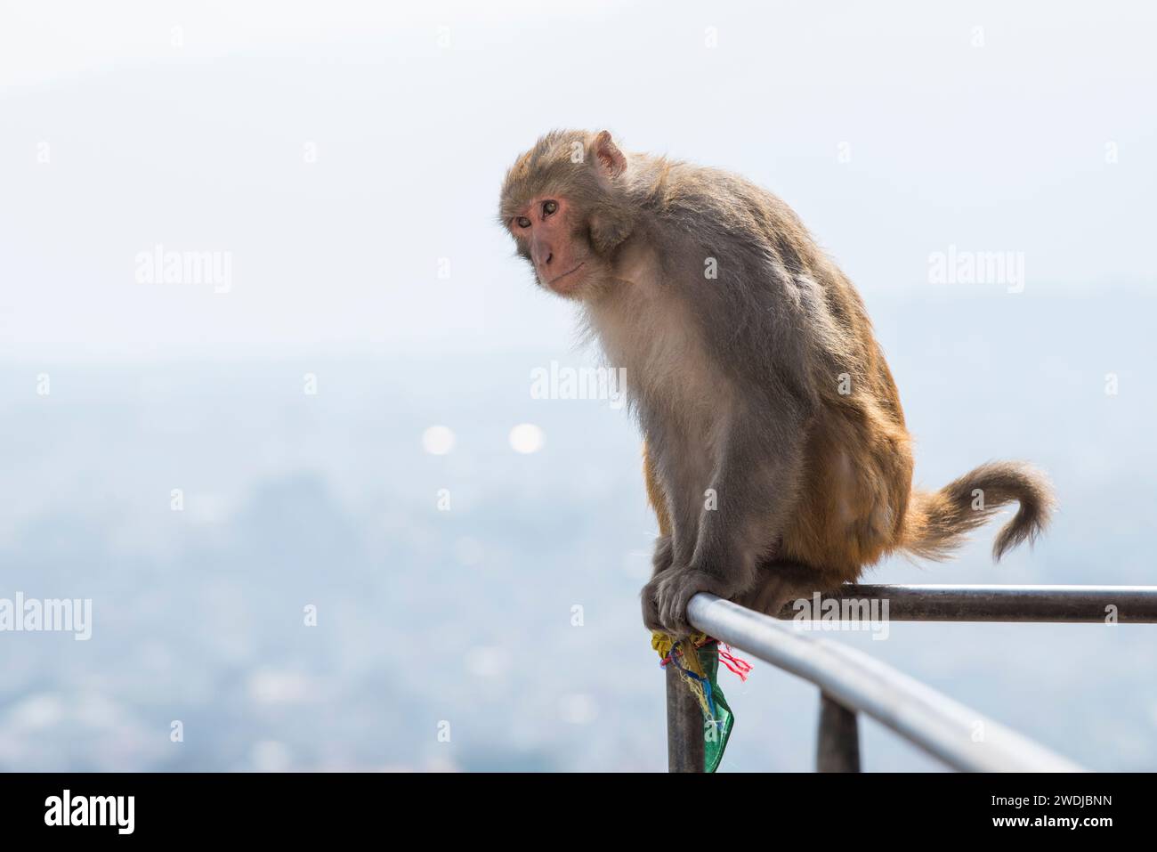 Kathmandu, Nepal- April 20,2022 : Rhesus Macaques monkeys on the ...