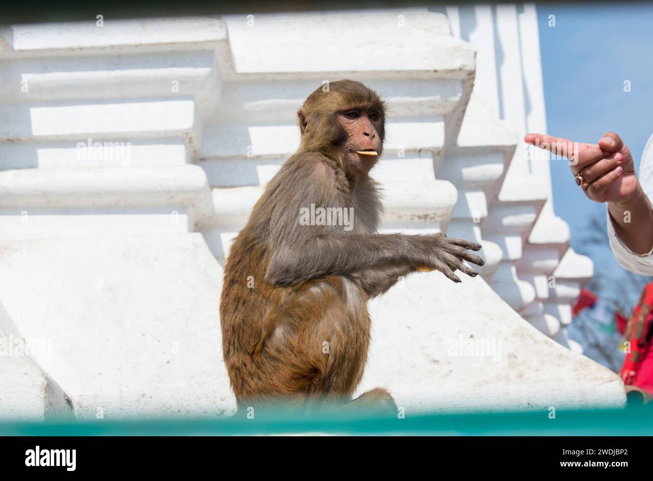 Kathmandu, Nepal- April 20,2022 : Rhesus Macaques monkeys on the ...