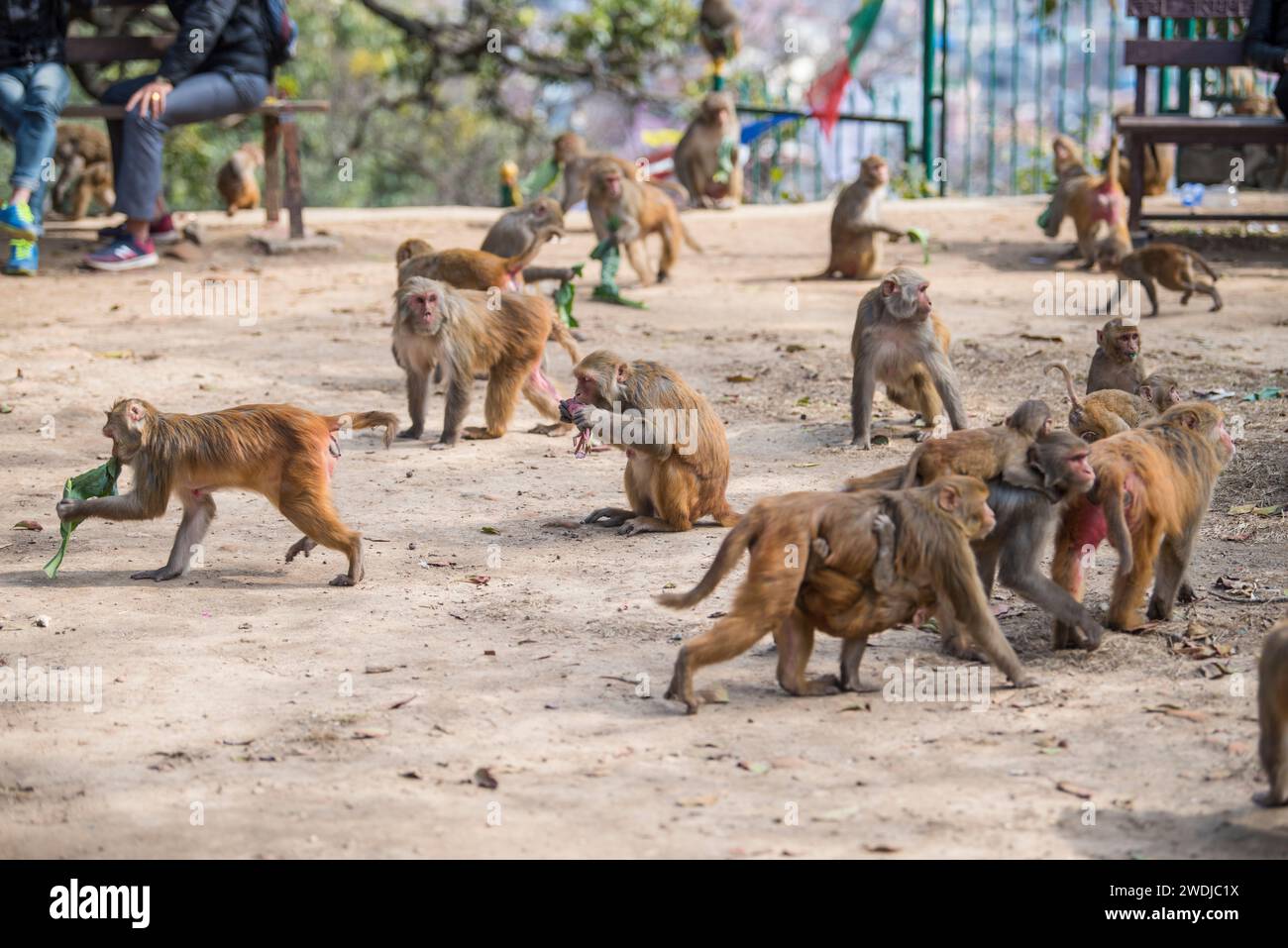 Kathmandu, Nepal- April 20,2022 : Rhesus Macaques monkeys on the ...