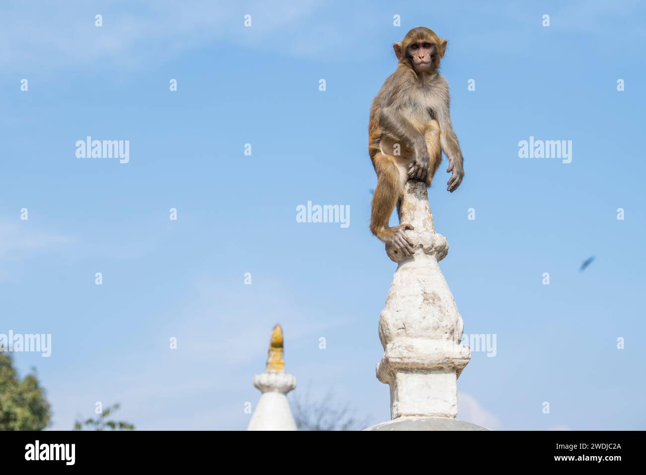 Kathmandu, Nepal- April 20,2022 : Rhesus Macaques monkeys on the ...