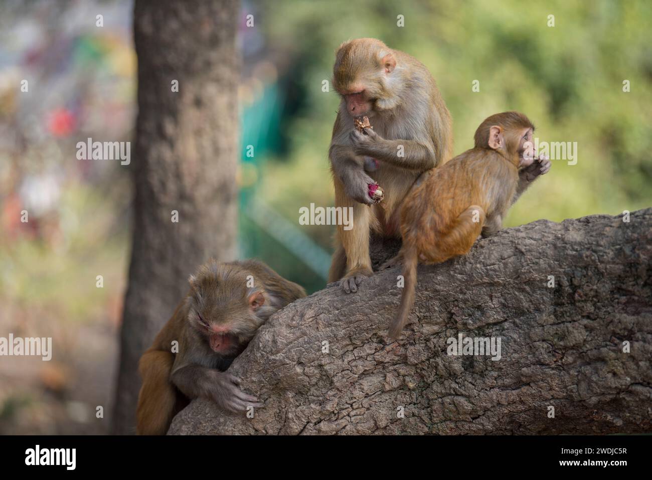 Kathmandu, Nepal- April 20,2022 : Rhesus Macaques monkeys on the ...