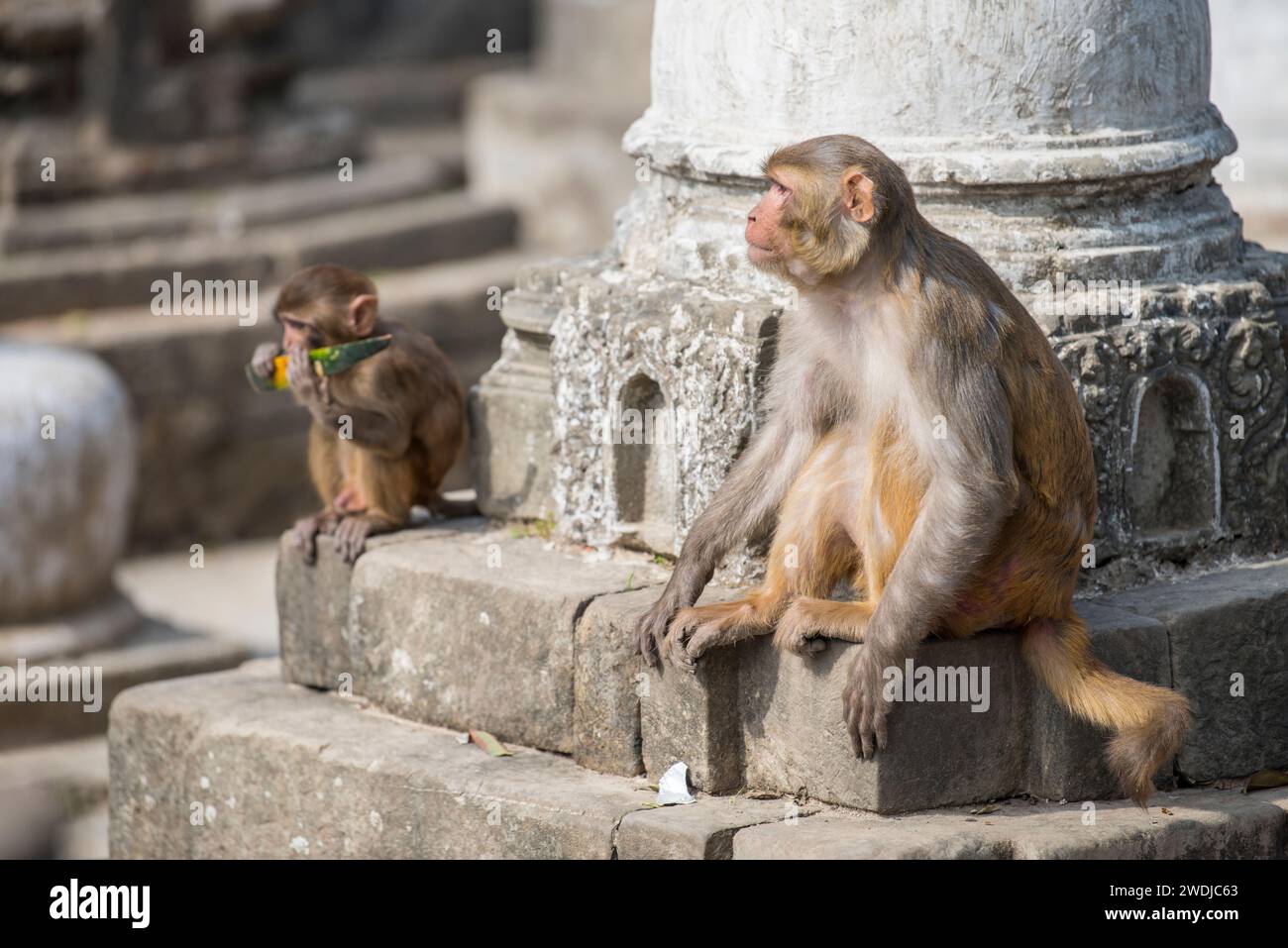 Kathmandu, Nepal- April 20,2022 : Rhesus Macaques monkeys on the ...