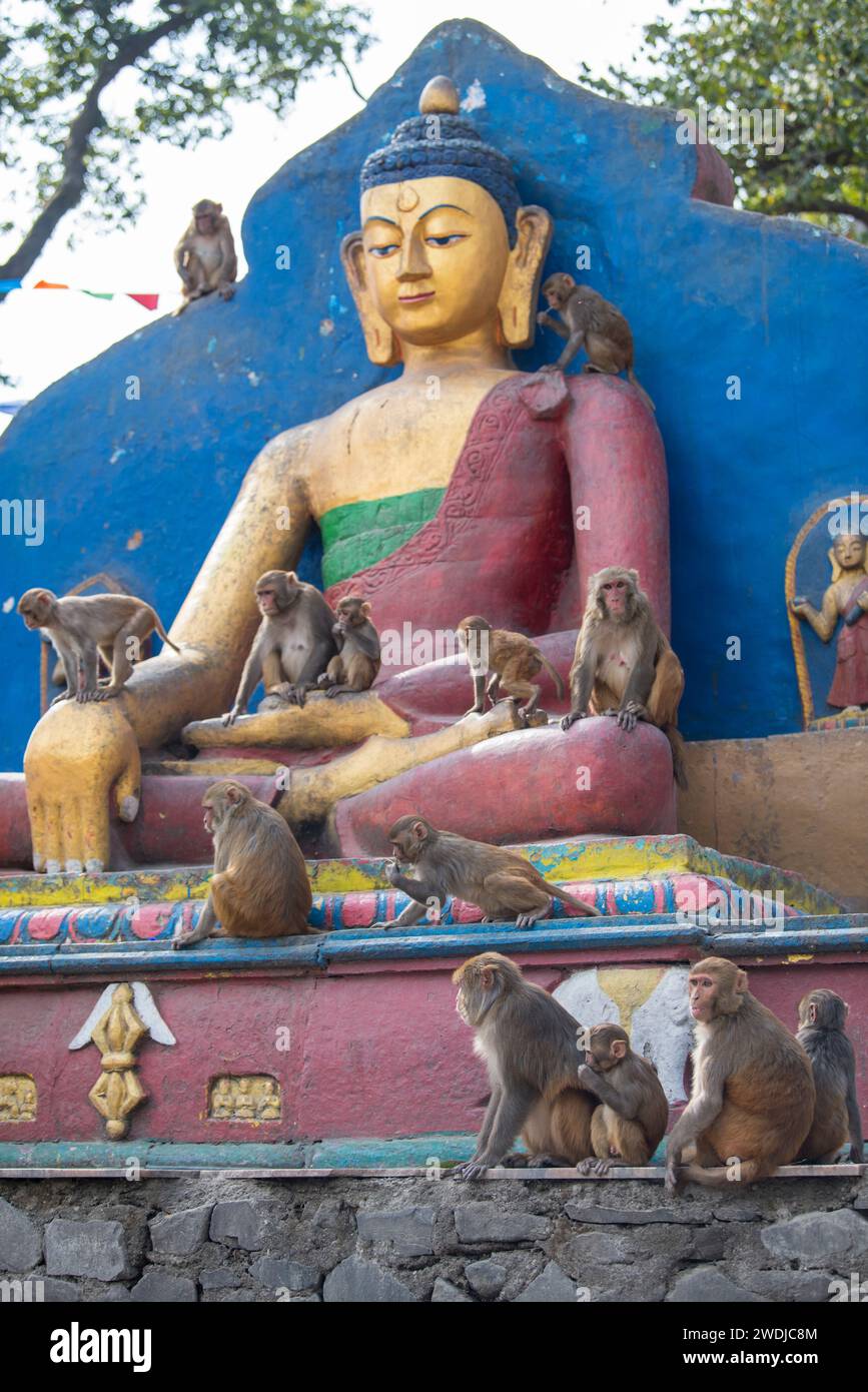 Kathmandu, Nepal- April 20,2022 : Rhesus Macaques monkeys on the ...