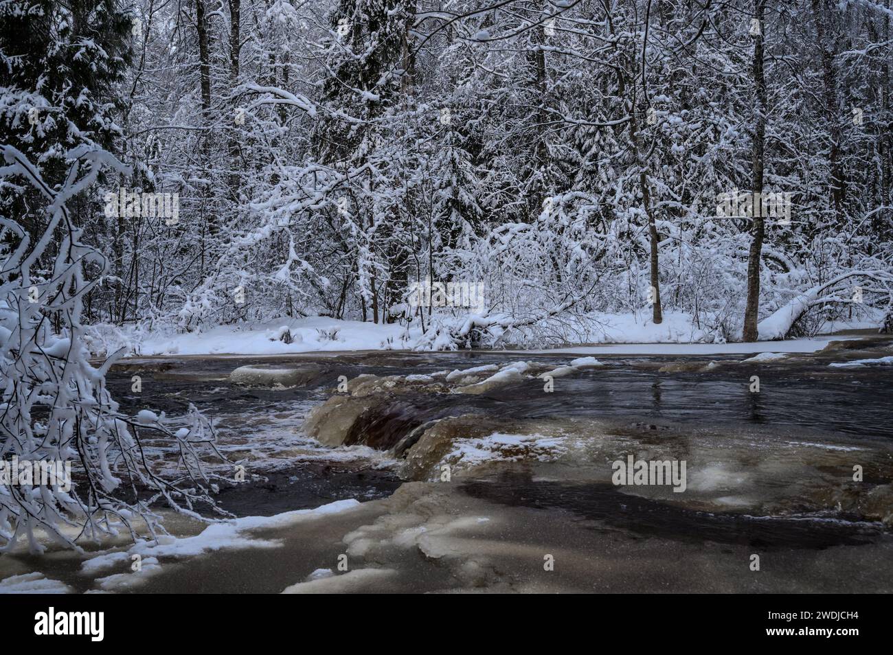Beautiful winter forest in the snow. ice rolls on the river. beautiful ...