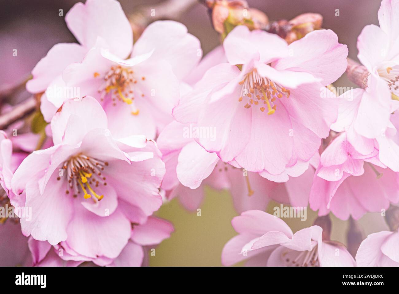 sakura blossom wallpaper spring time Stock Photo - Alamy