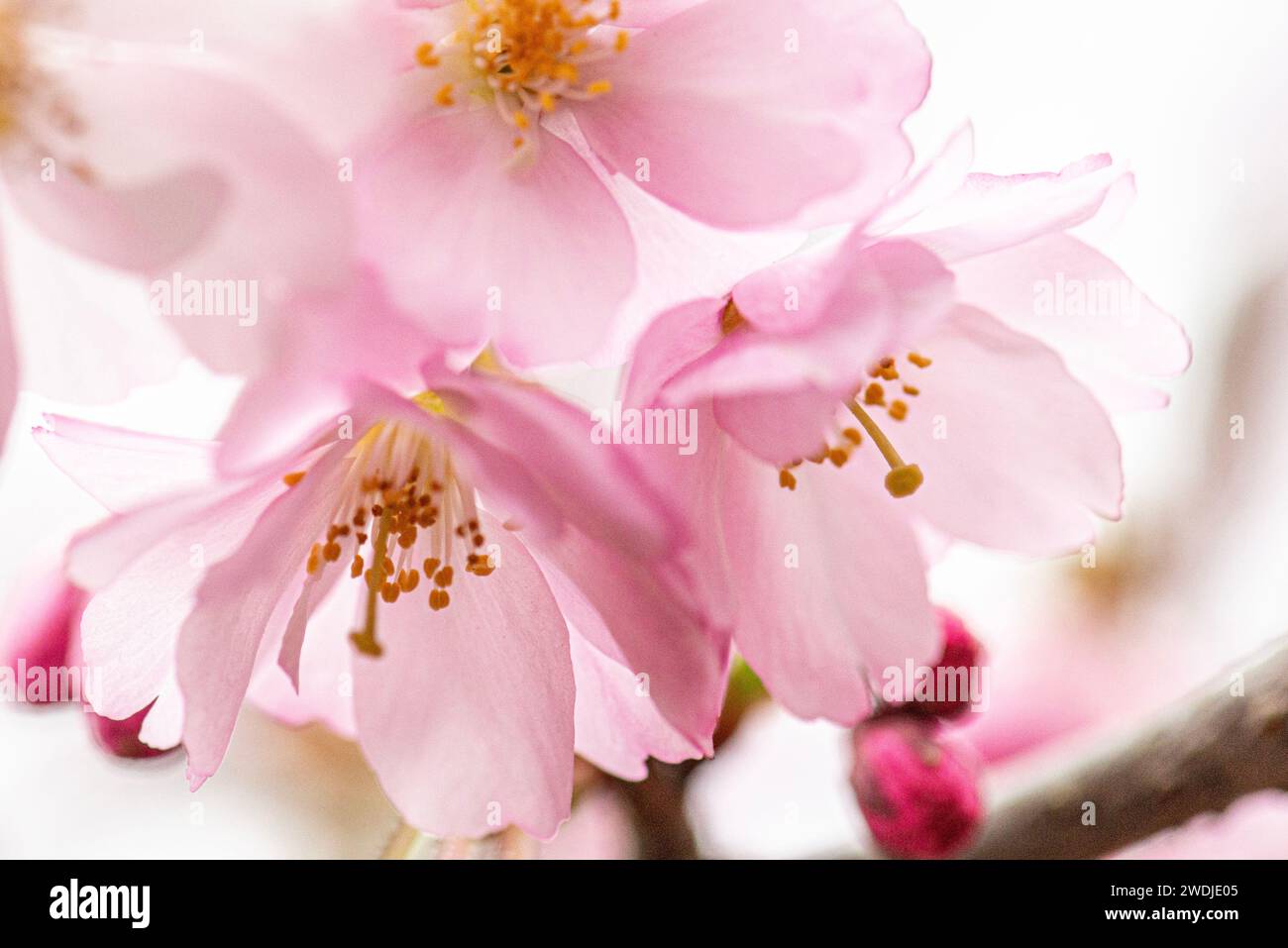 sakura blossom wallpaper spring time Stock Photo - Alamy