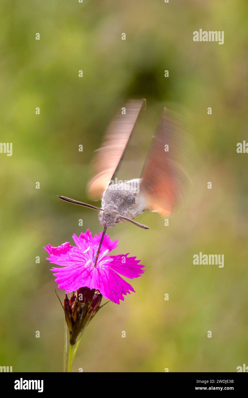 Hummingbird hawk-moth - Macroglossum stellatarum - sucks nectar with ...