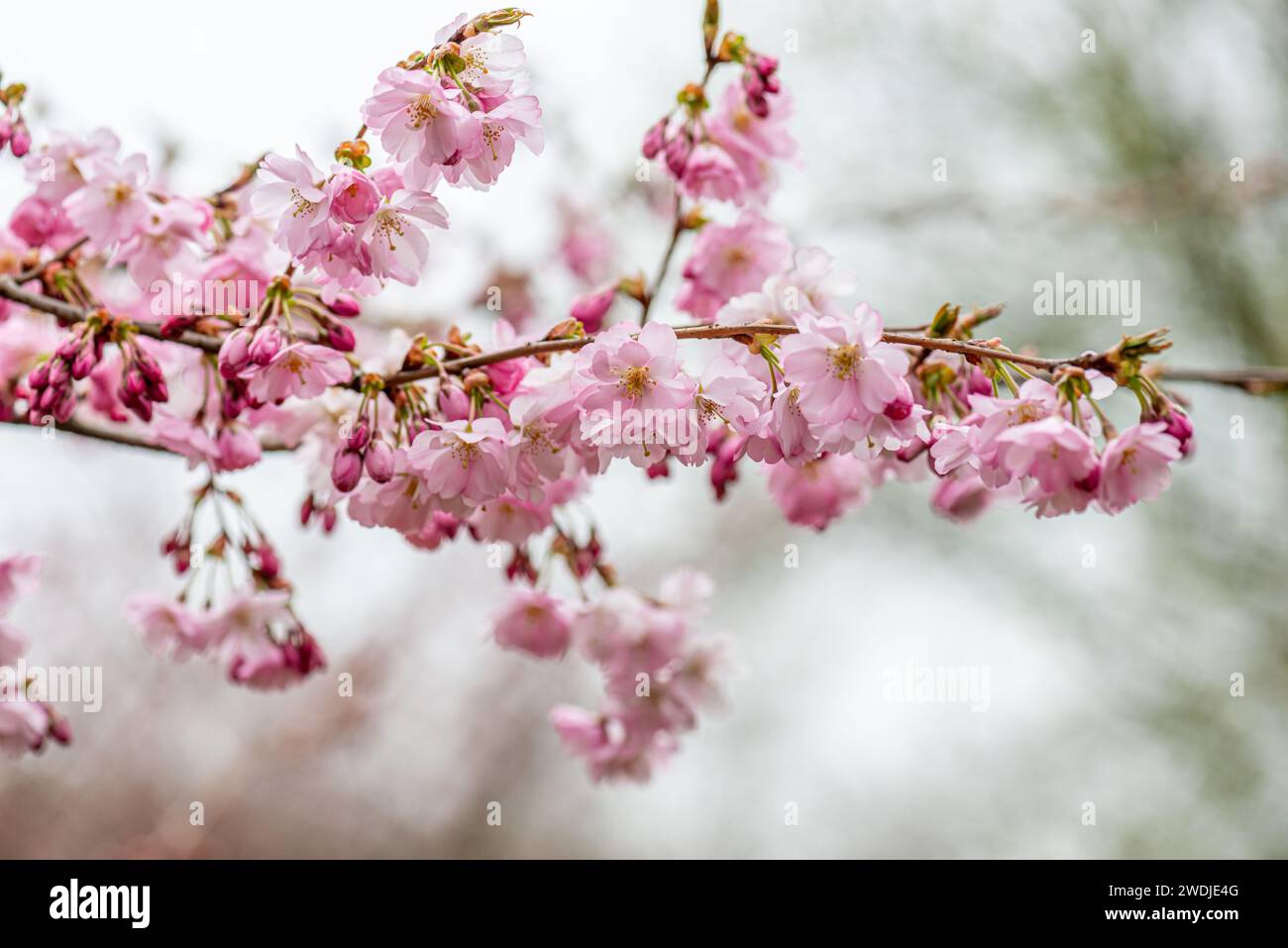 sakura blossom wallpaper spring time Stock Photo - Alamy