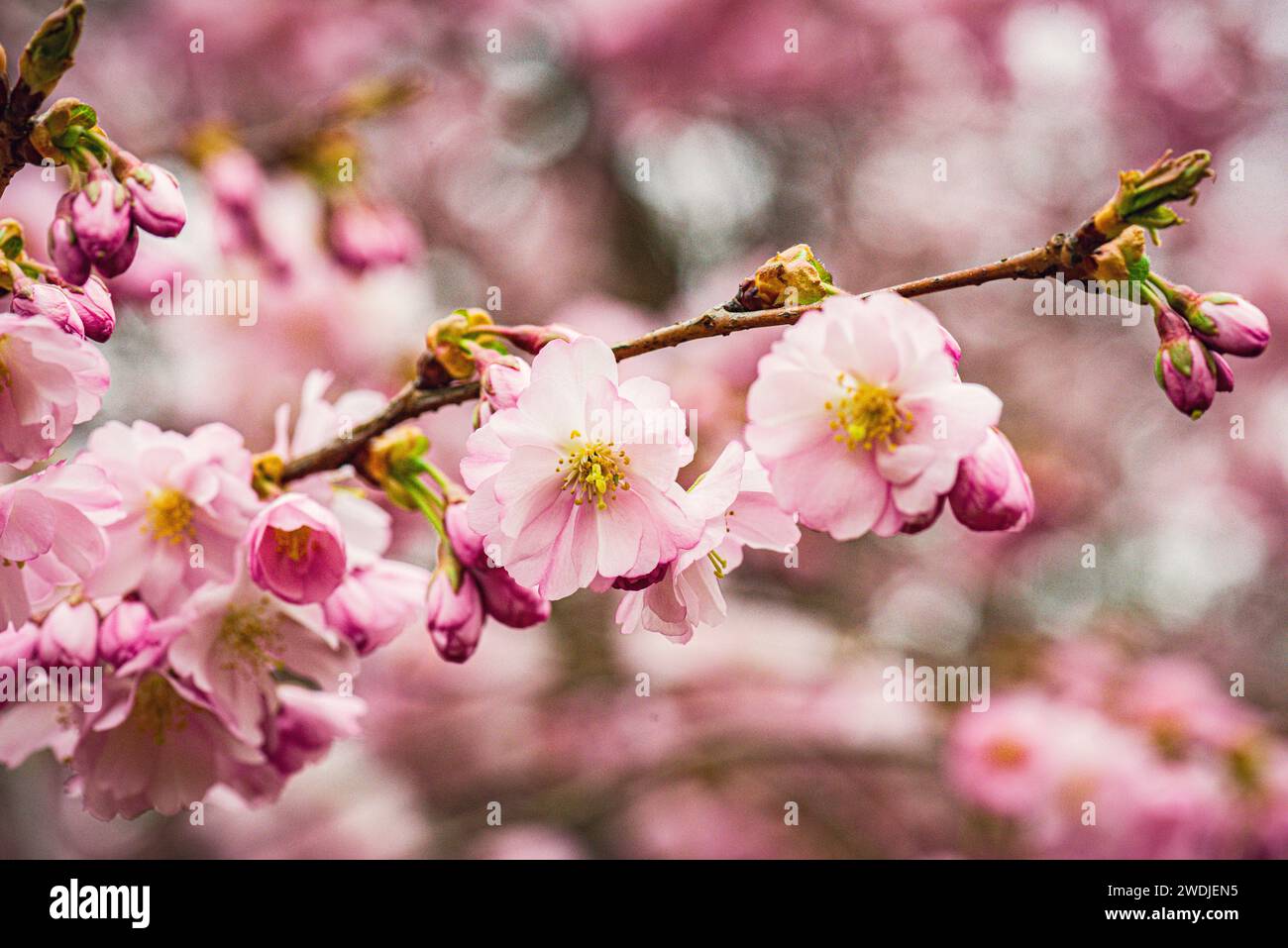 sakura blossom wallpaper spring time Stock Photo - Alamy