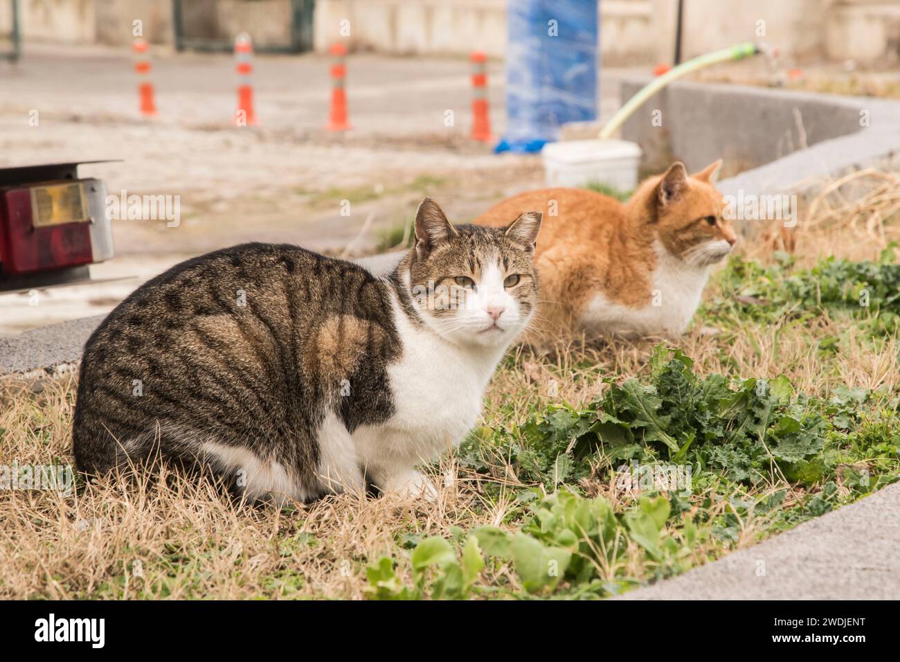 Adorable stray hi-res stock photography and images - Alamy