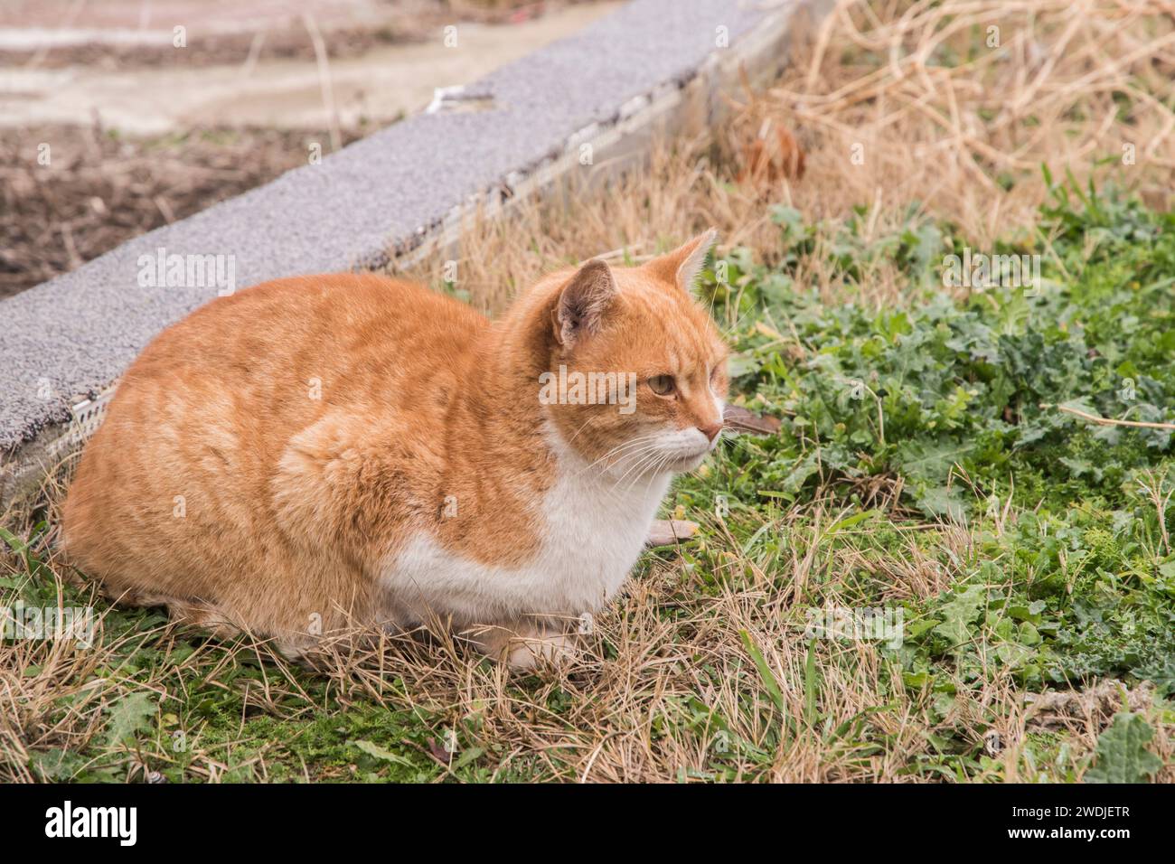Adorable stray street cat closeup Stock Photo - Alamy