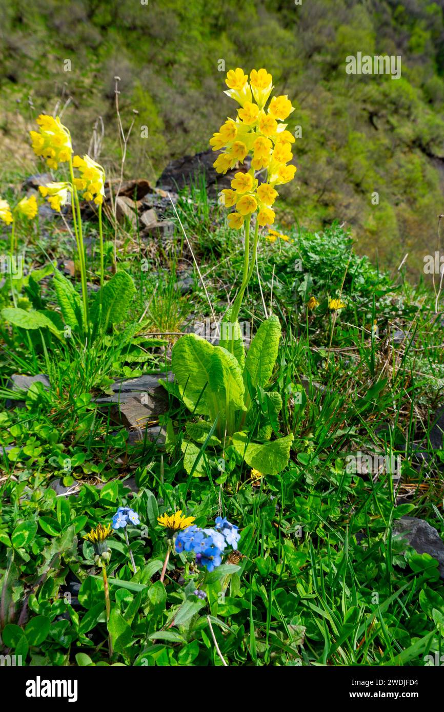 Georgia flowers hi-res stock photography and images - Alamy