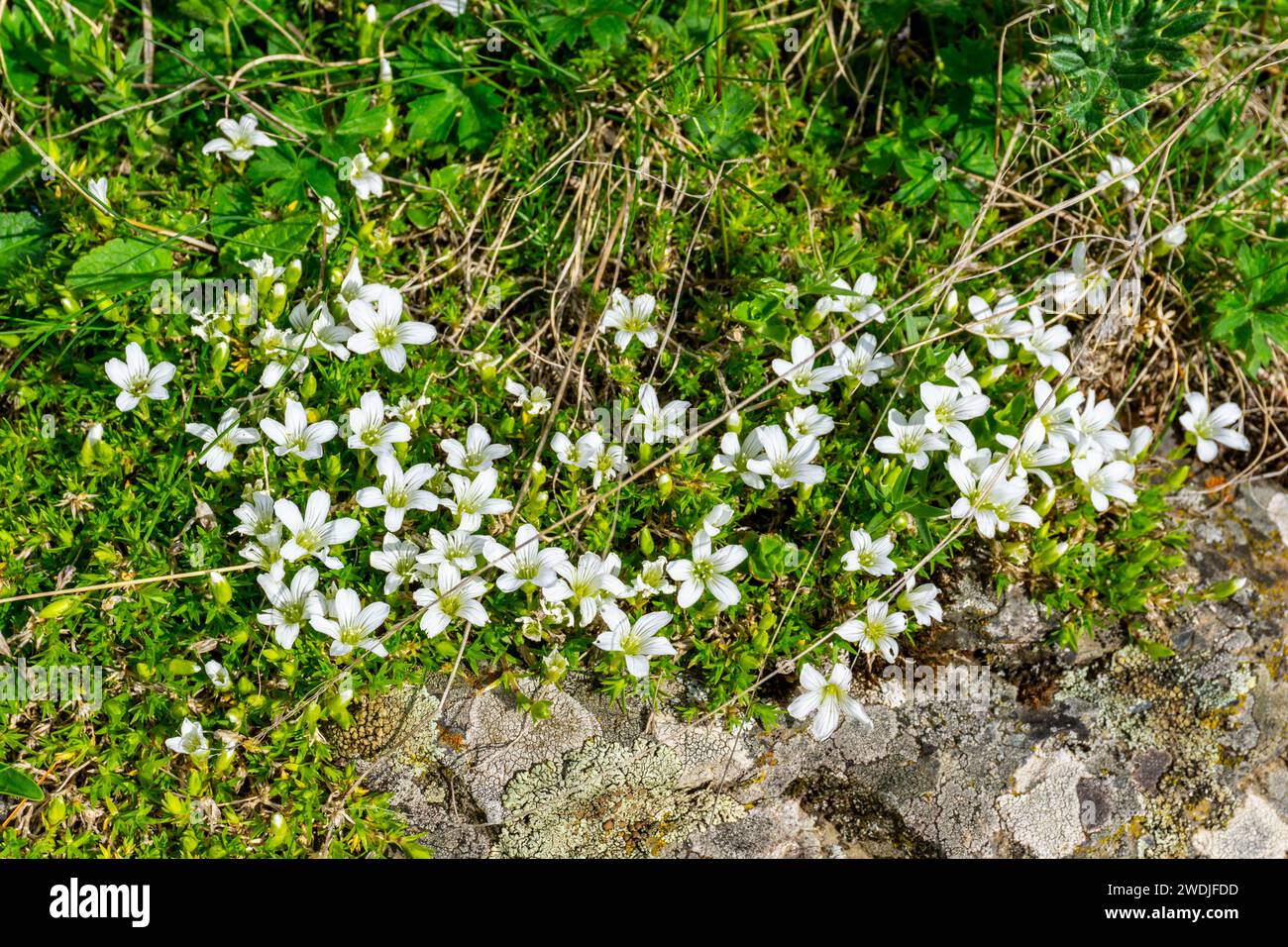 Flowers of Georgia Eastern Europe Stock Photo - Alamy