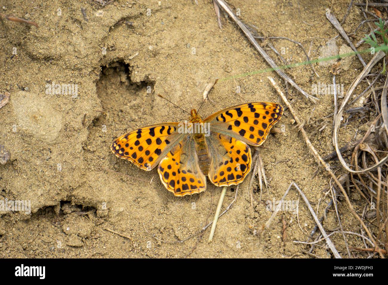 The spotted fritillary hi-res stock photography and images - Alamy