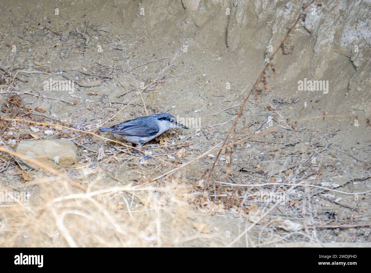 Western rock nuthatch Stock Photo - Alamy