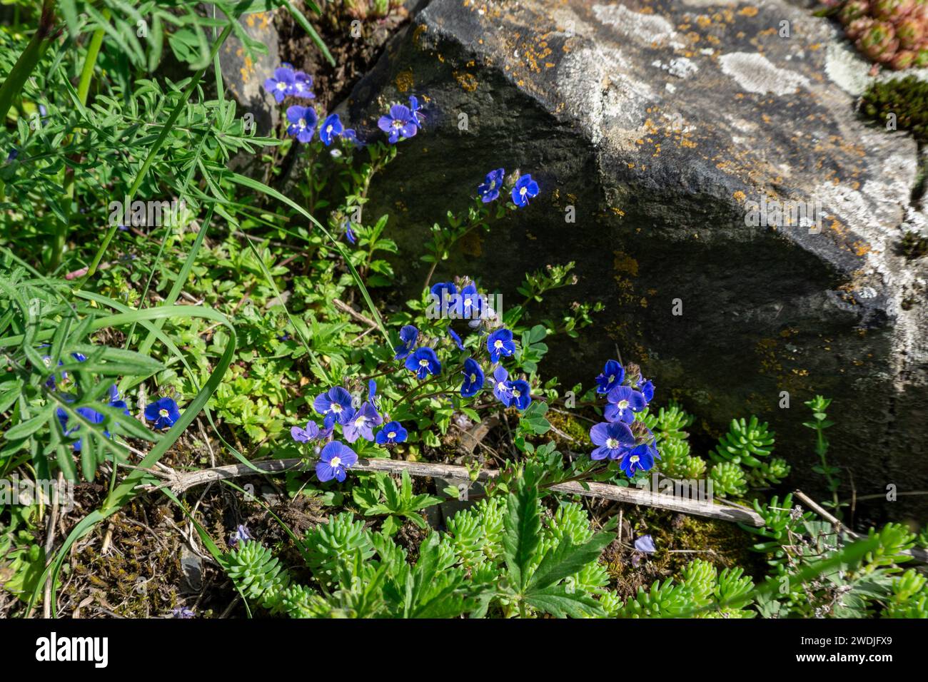 Flowers of Georgia Eastern Europe Stock Photo - Alamy