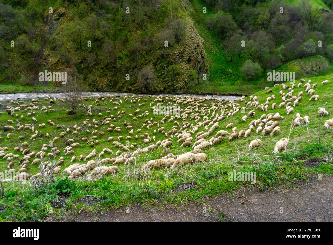 Flock sheep mountain region hi-res stock photography and images - Alamy