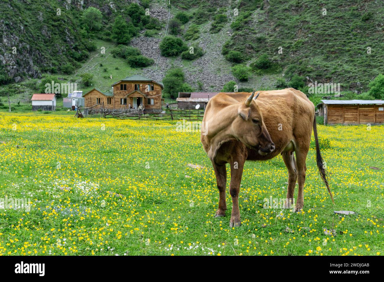 Eastern europe forest hi-res stock photography and images - Alamy
