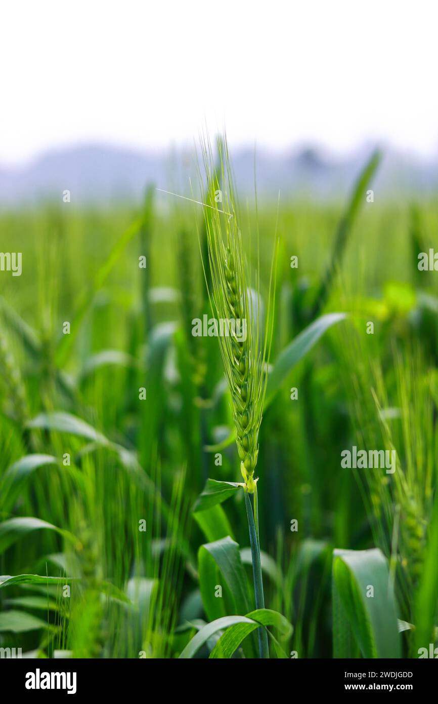 Green field growing wheat close hi-res stock photography and images - Alamy