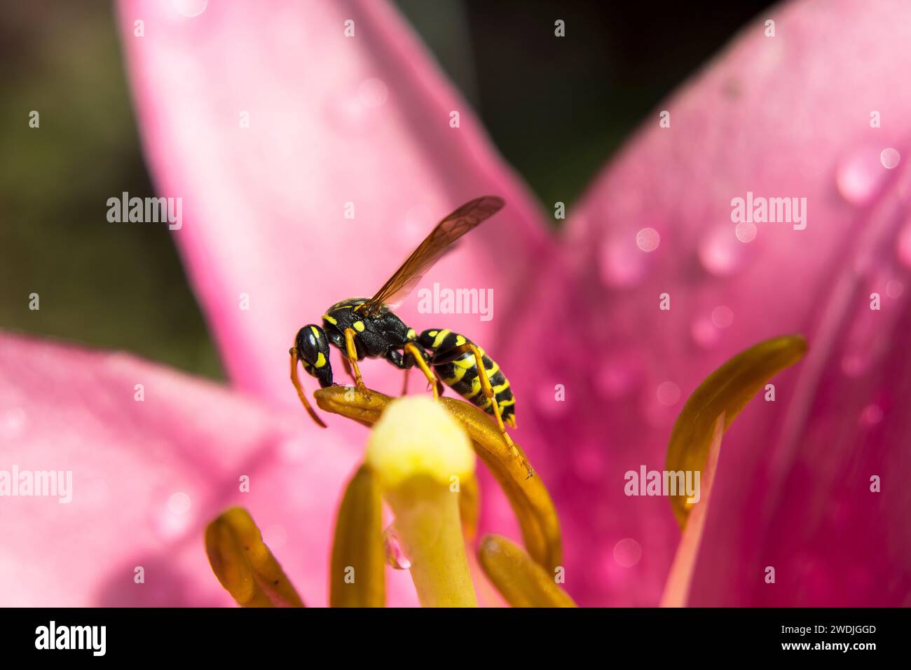 Pink flower with insect hi-res stock photography and images - Alamy