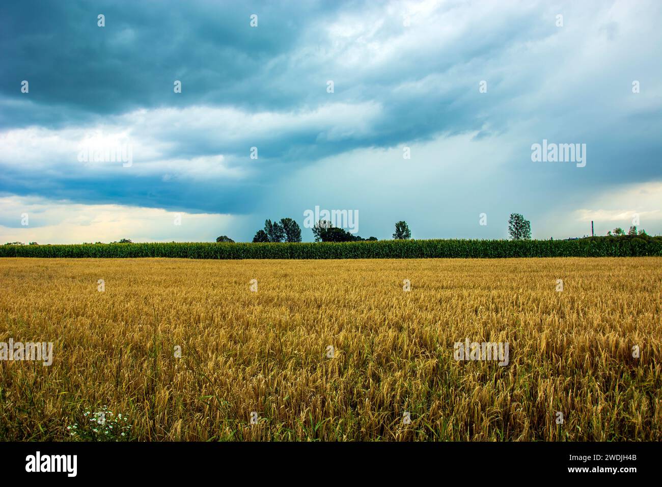 Yellow scene yellow scenery hi-res stock photography and images - Alamy
