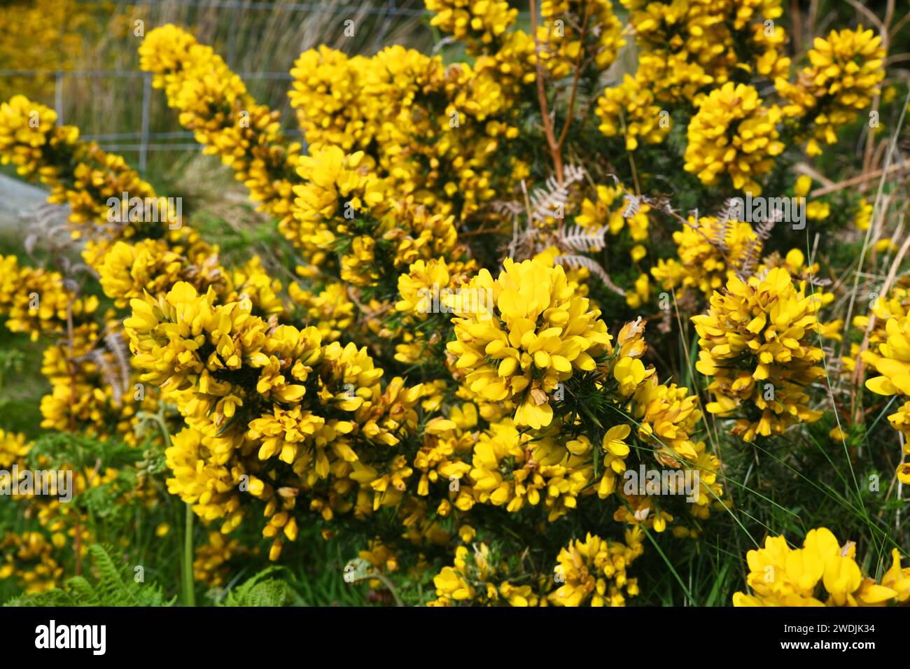Yellow gorse scotland hi-res stock photography and images - Alamy