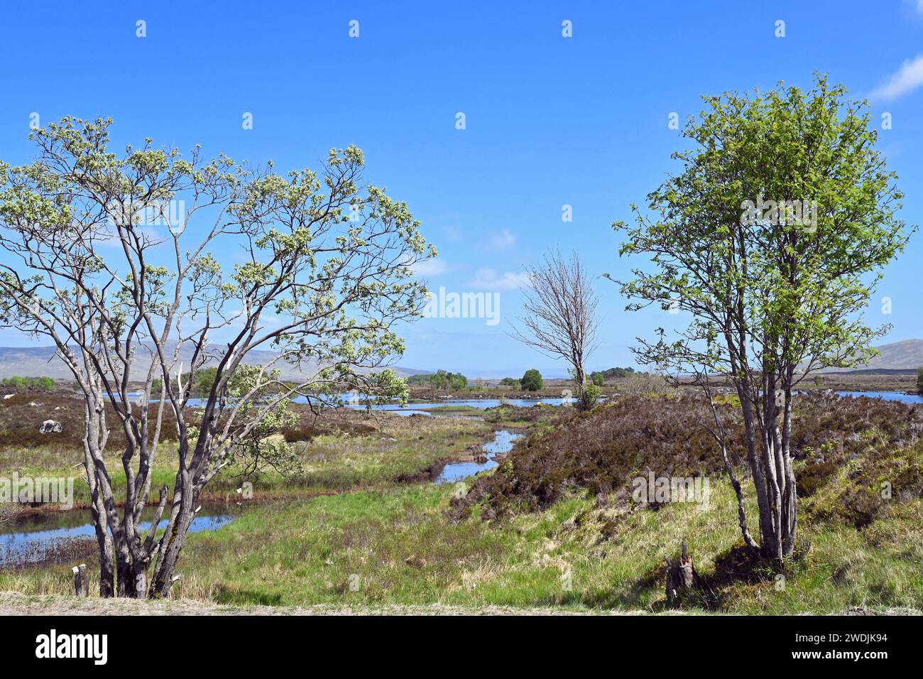 Trees with fresh new leaves at the edge of Rannoch Moor in the Scottish ...
