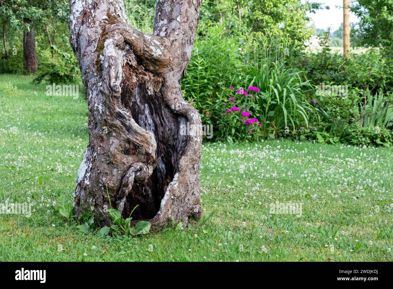 Beautiful big beech green hi-res stock photography and images - Alamy