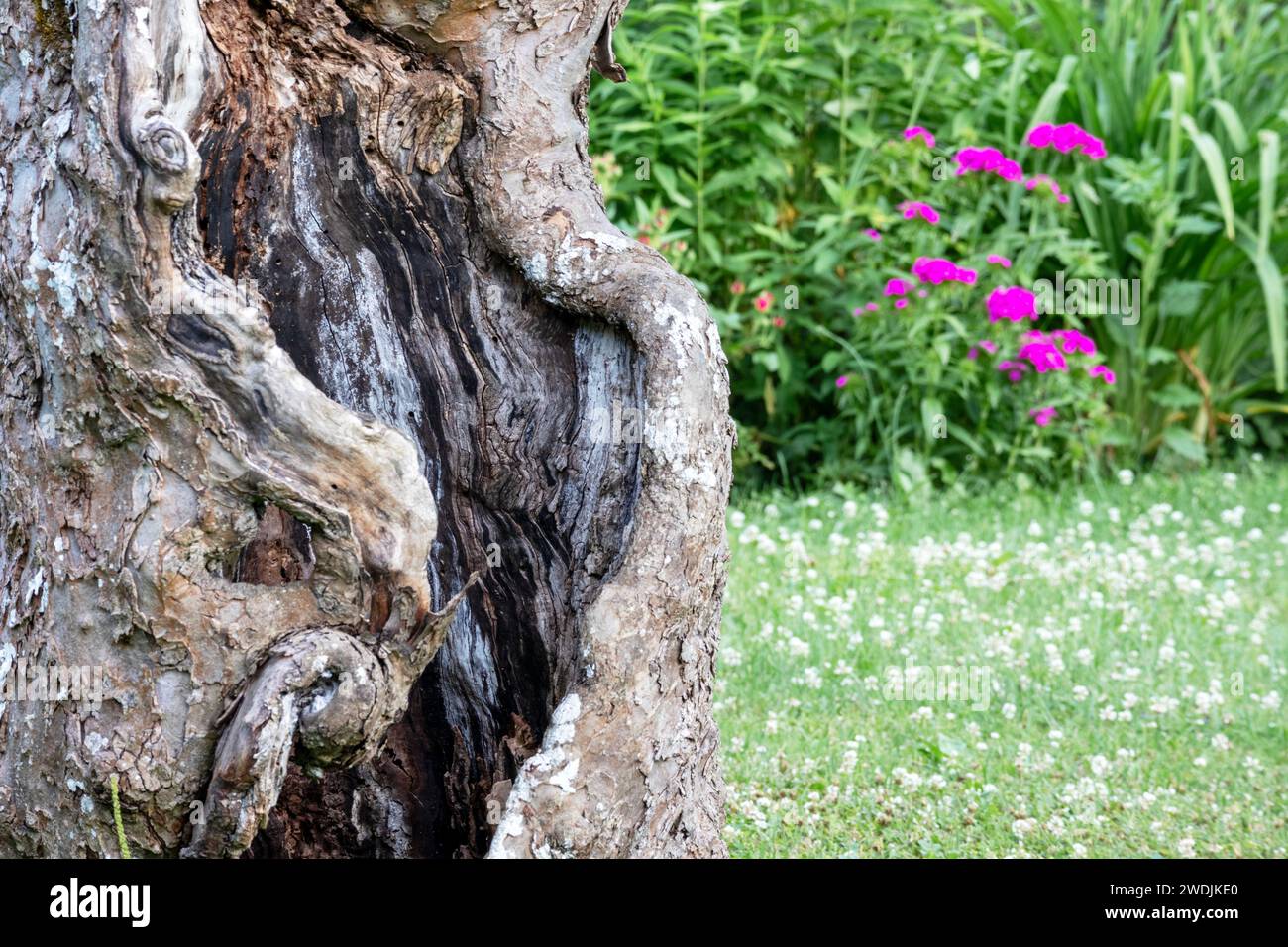 Old tree trunk with empty core on garden background Stock Photo - Alamy